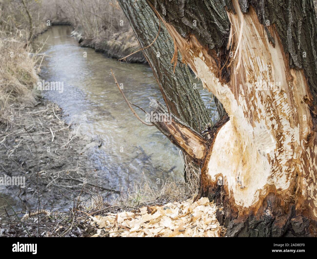 Beaver bite marks on a tree Stock Photo - Alamy