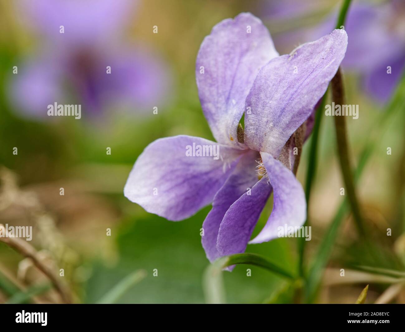 Wood violet hi-res stock photography and images - Alamy
