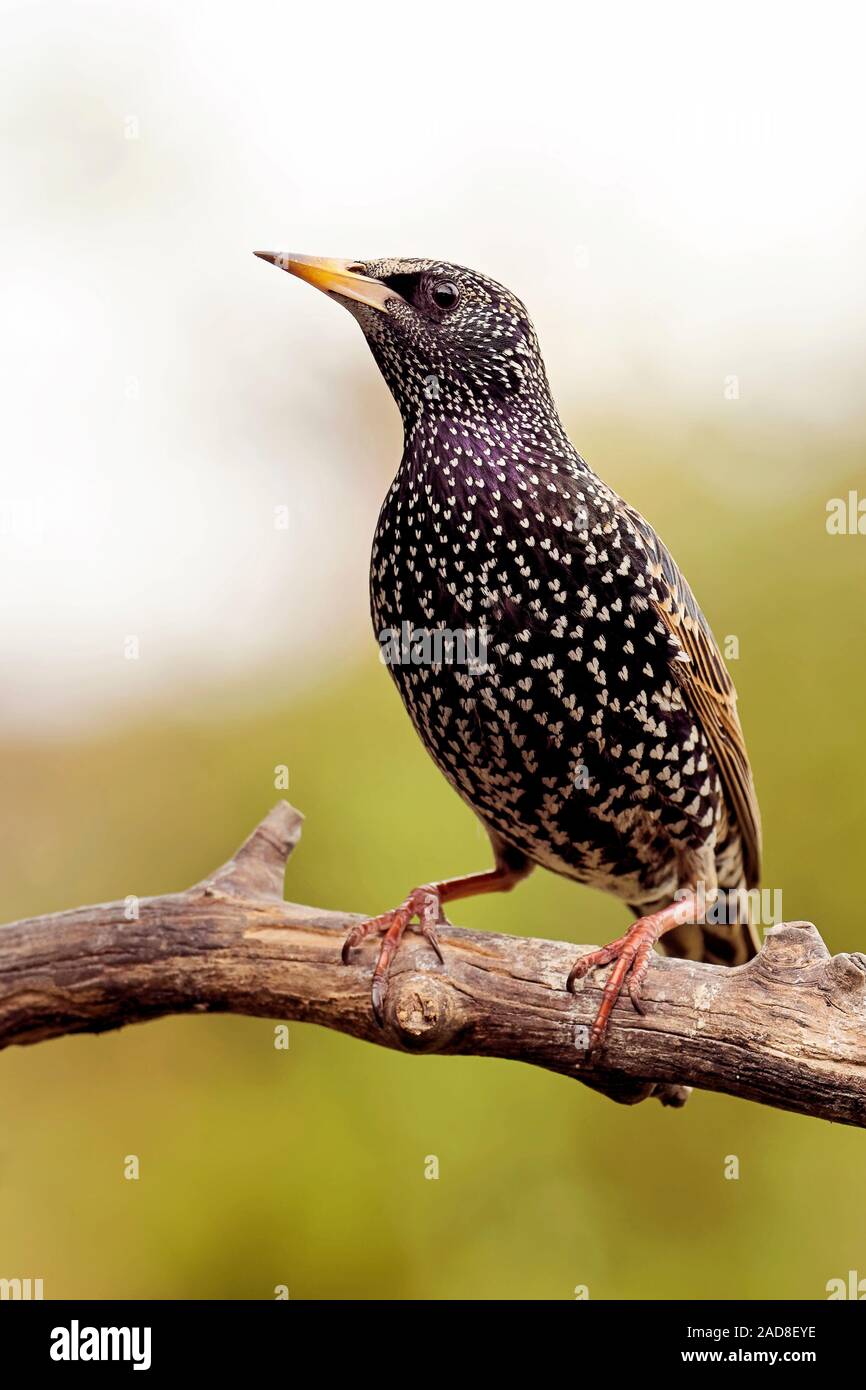 Starling in breeding plumage hi-res stock photography and images - Alamy