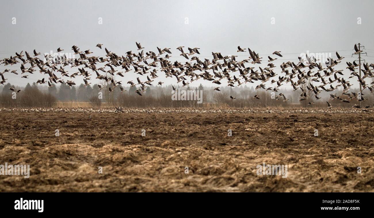 Laughing goose hi-res stock photography and images - Alamy