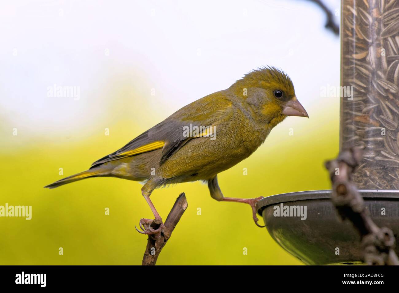 Young greenfinch hi-res stock photography and images - Alamy