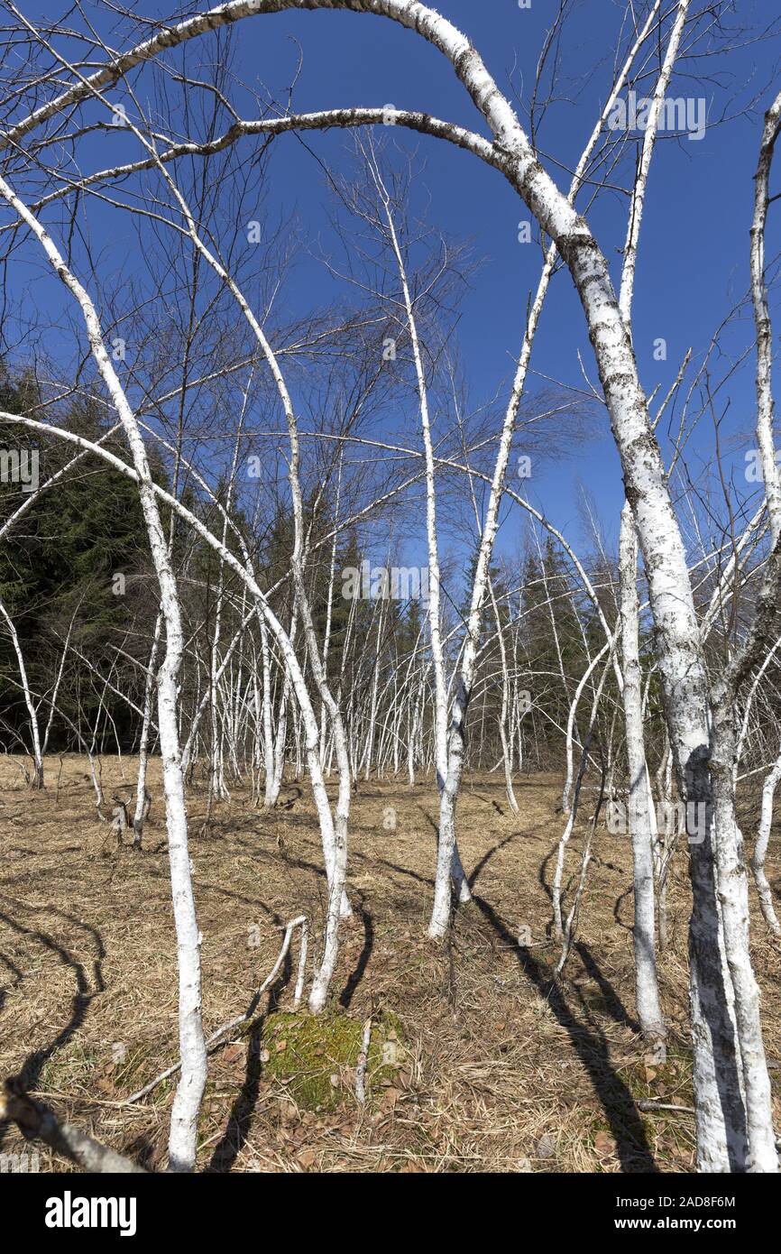 Curved birch hi-res stock photography and images - Alamy