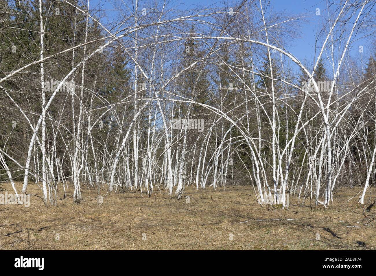 Curved birch hi-res stock photography and images - Alamy