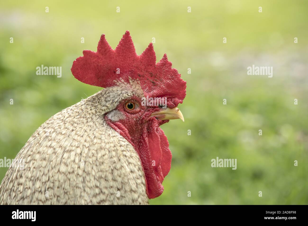 Chicken 'Gallus gallus domesticus' Stock Photo - Alamy