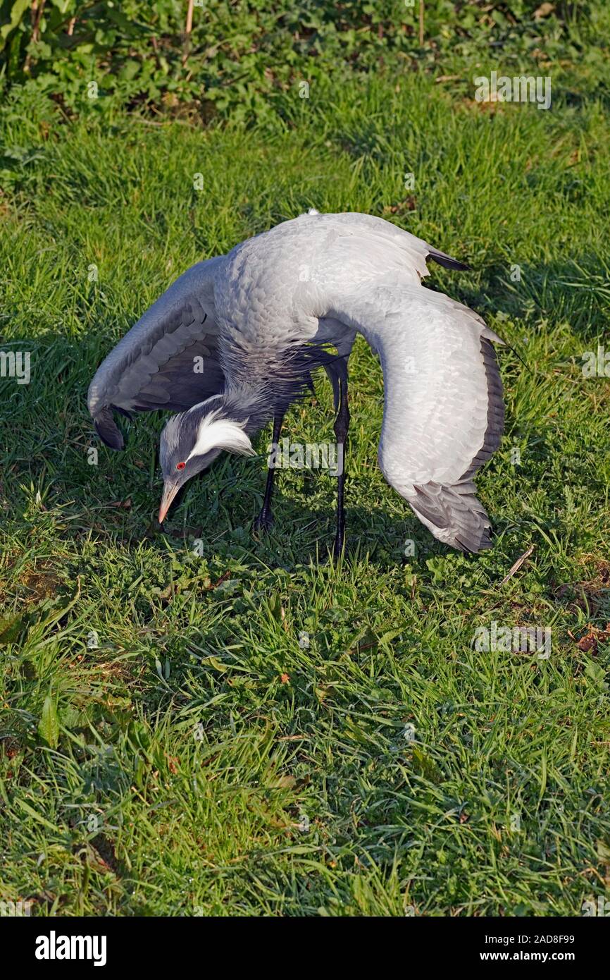 DEMOISELLE CRANE Anthropoides virgo 'Broken wing' distraction display ...