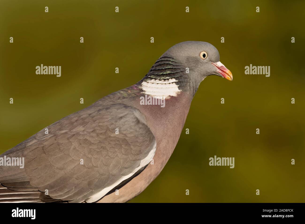 Common wood pigeon Stock Photo - Alamy