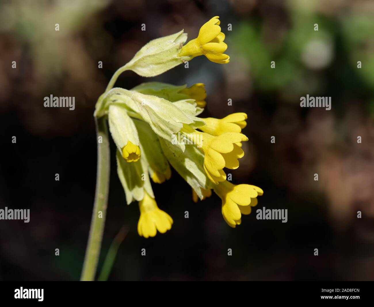 Medicinal cowslip hi-res stock photography and images - Alamy