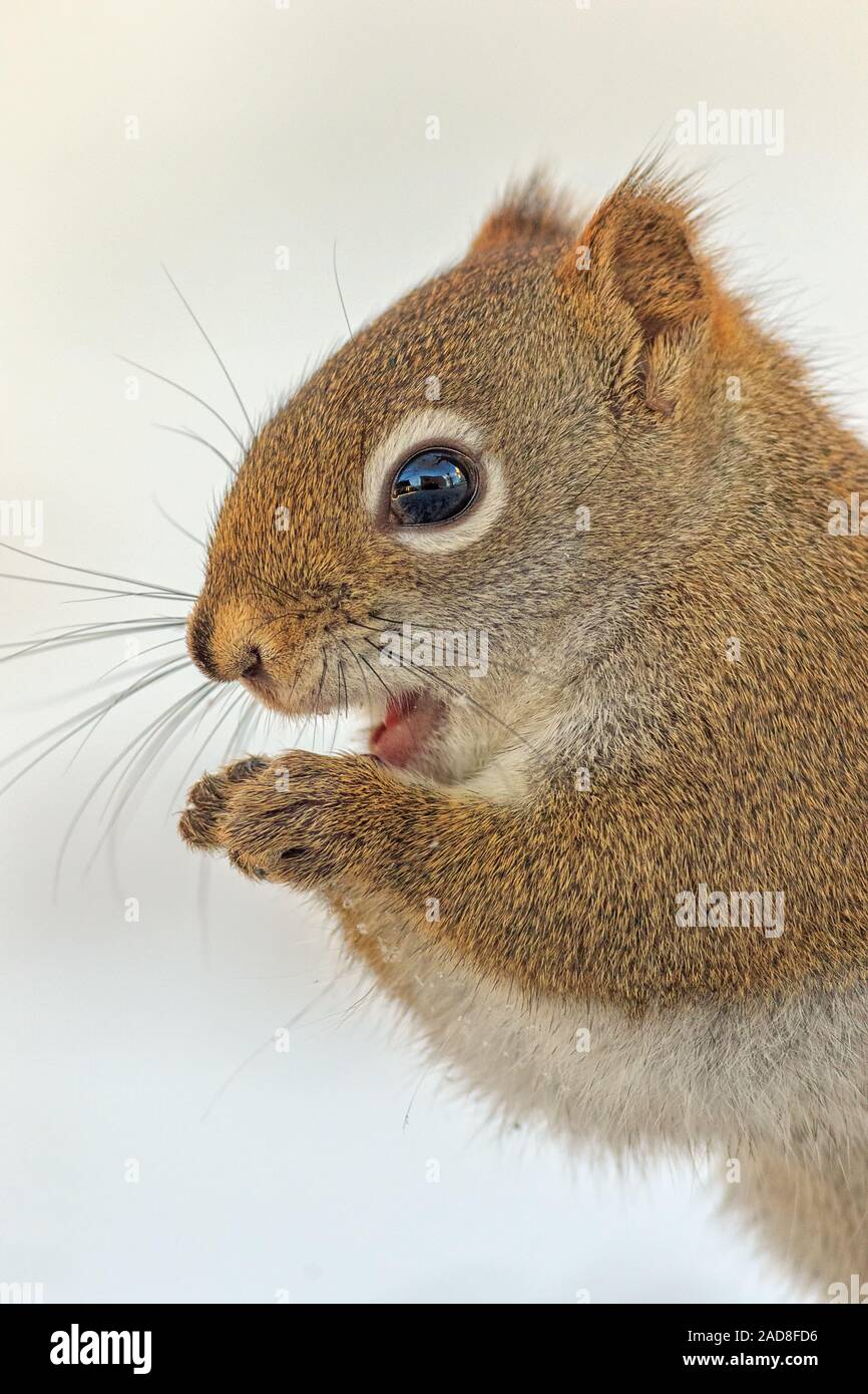 Happy squirrel hi-res stock photography and images - Alamy
