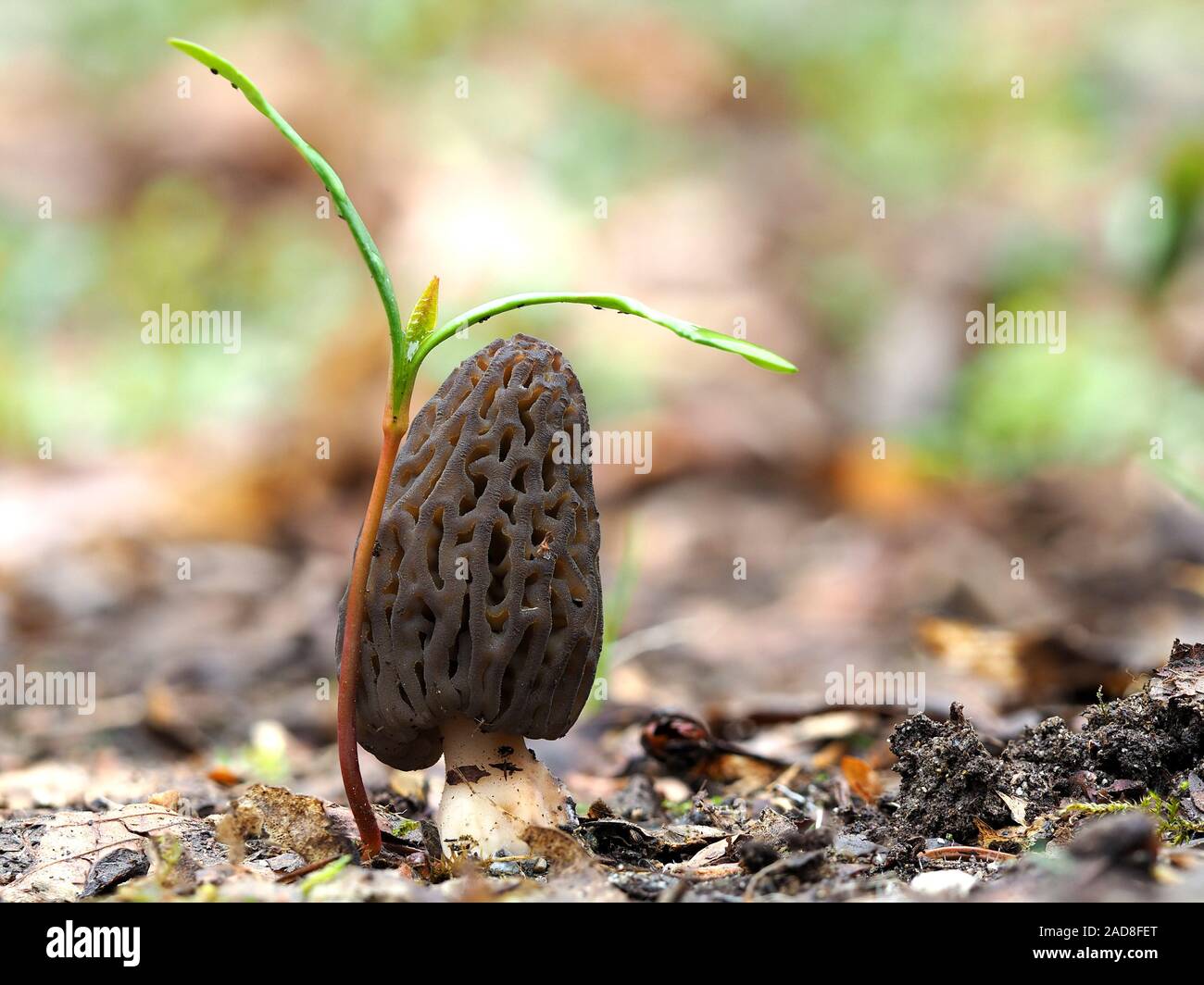 Black morel with Maple seedling Stock Photo - Alamy