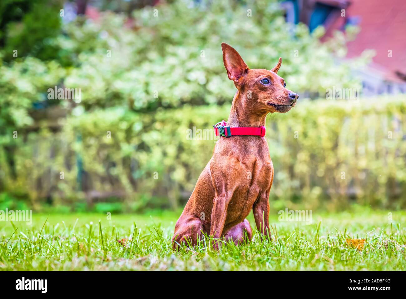 Outdoor portrait of a red miniature pinscher dog Stock Photo - Alamy