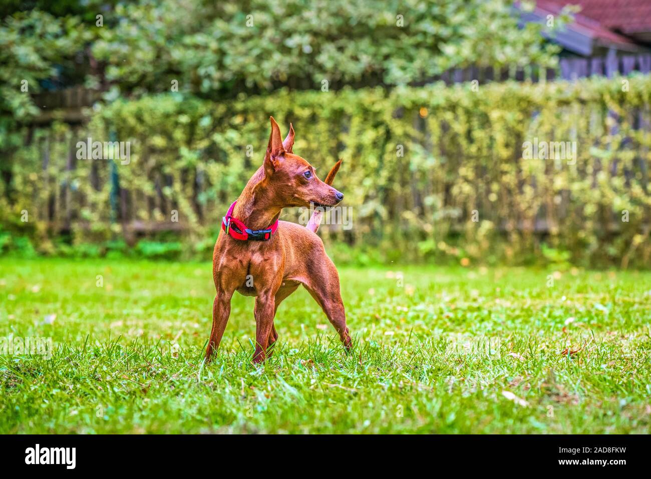 Red miniature pinscher hi-res stock photography and images - Alamy