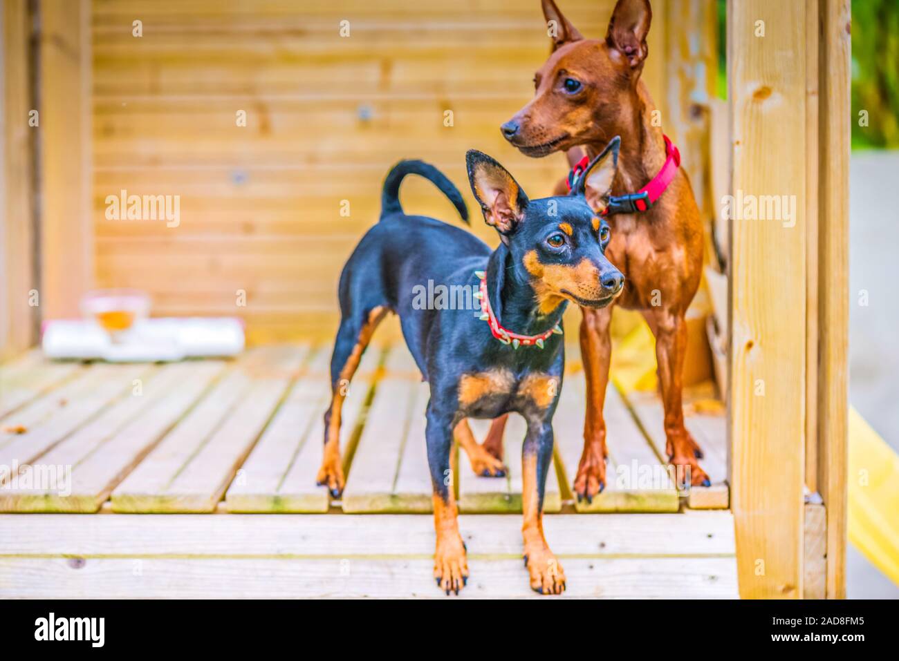 Cute outdoor dogs hi-res stock photography and images - Alamy