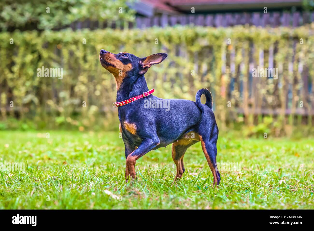 Red miniature pinscher hi-res stock photography and images - Alamy
