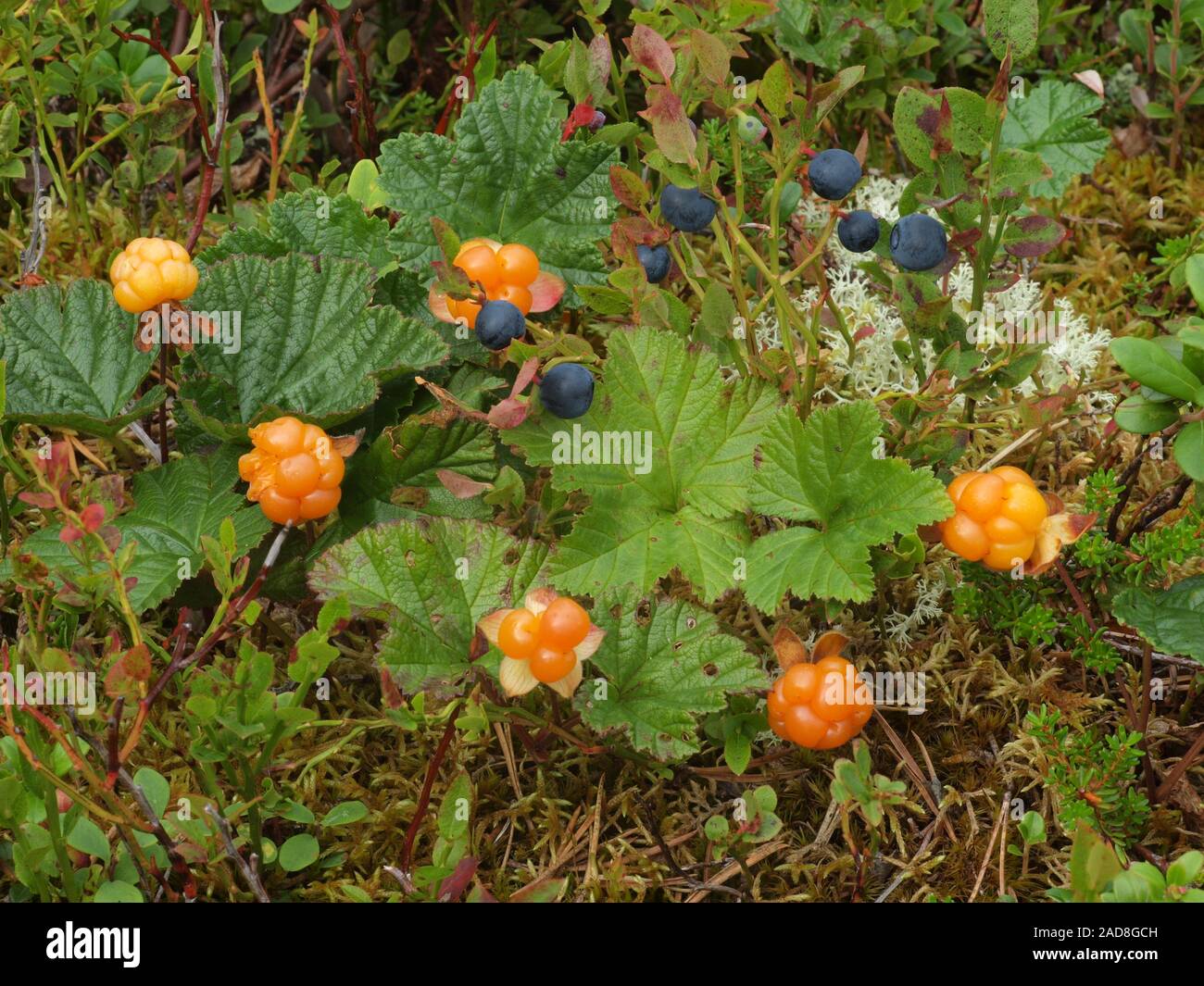 Cloudberries and blueberries in Scandinavia Stock Photo - Alamy