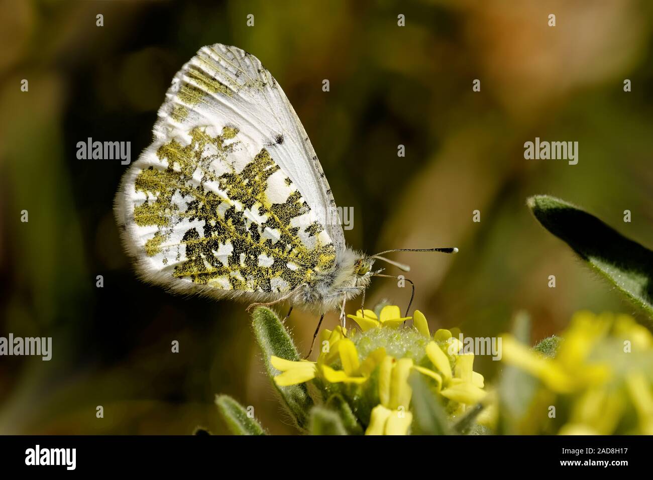 Aurora butterfly hi-res stock photography and images - Alamy