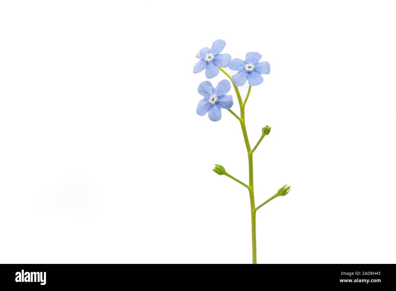 Forget-me-not, close-up, on white background Stock Photo - Alamy