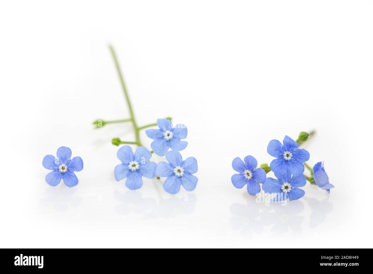 Forget-me-not, close-up, on white background Stock Photo - Alamy