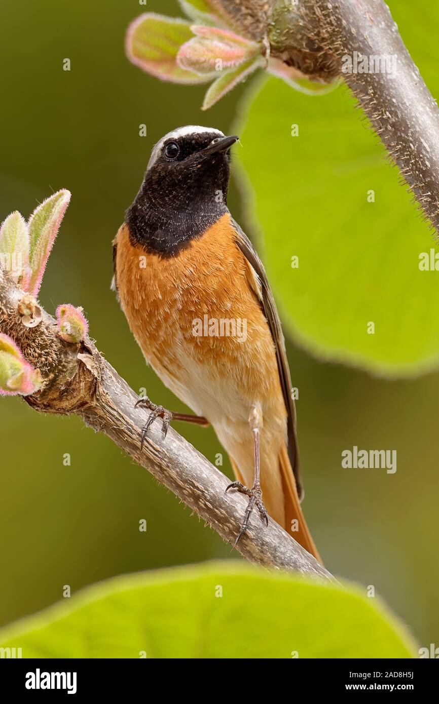 Black Redstart High Resolution Stock Photography and Images - Alamy