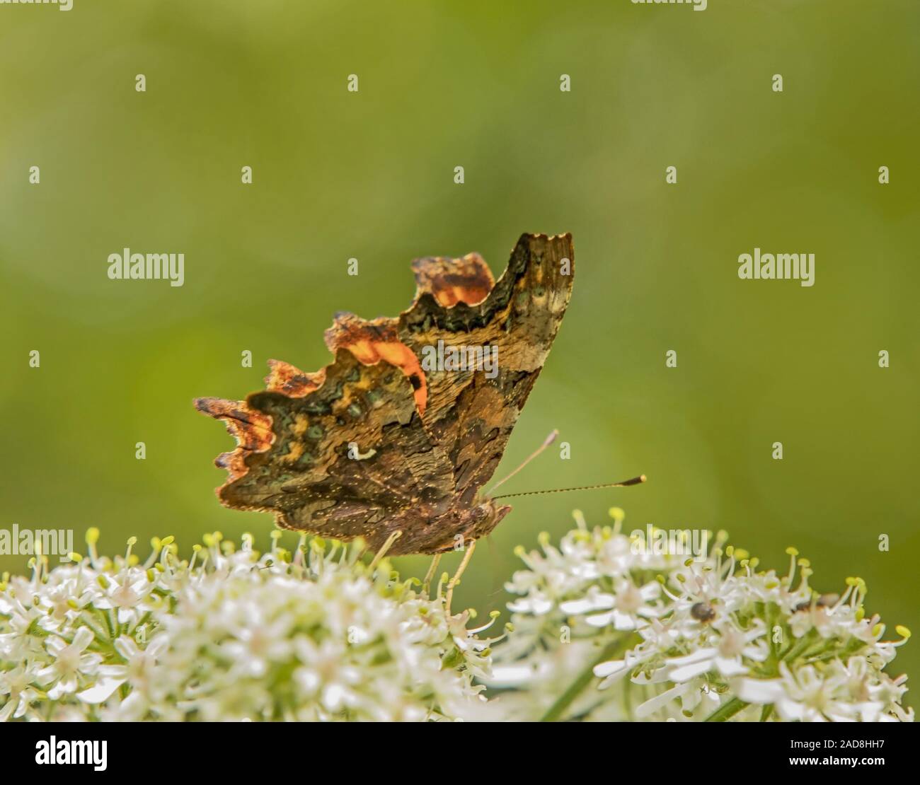 Comma butterfly 'Polygonia C-album' Stock Photo - Alamy