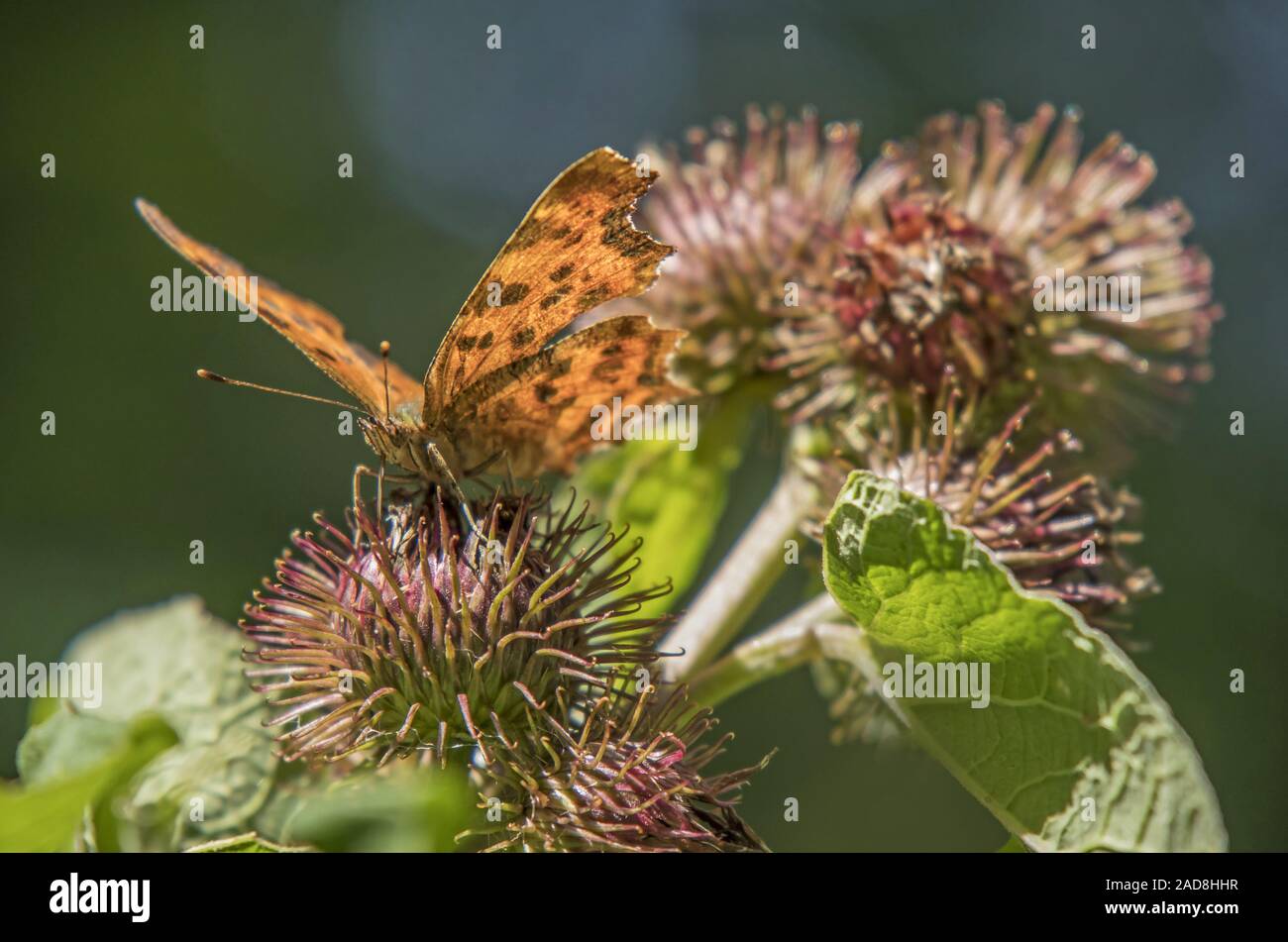 Comma butterfly 'Polygonia C-album' Stock Photo - Alamy
