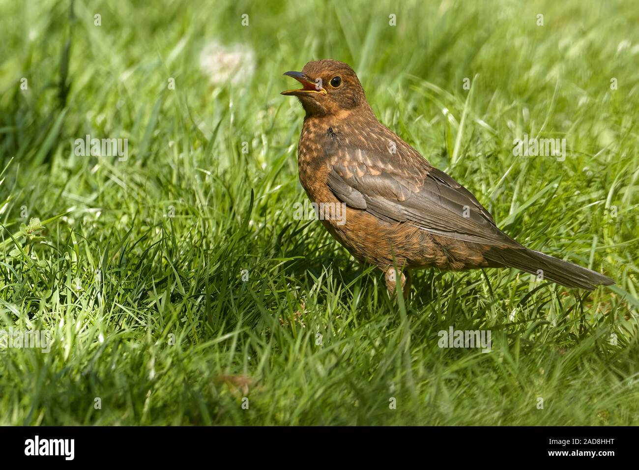 Amselsterben hi-res stock photography and images - Alamy