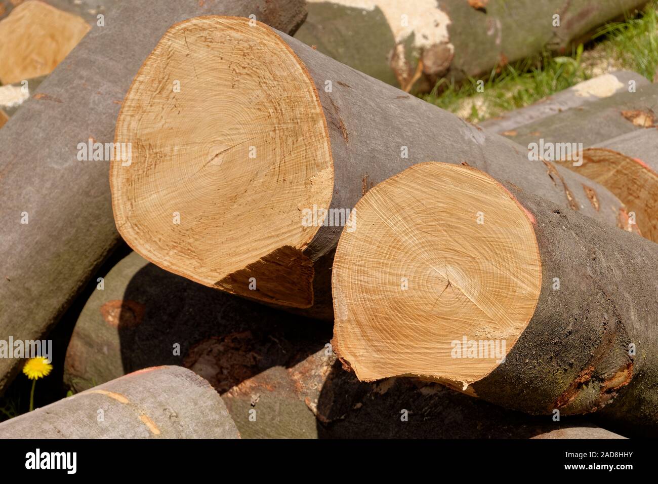 Beech trunk wood Stock Photo - Alamy