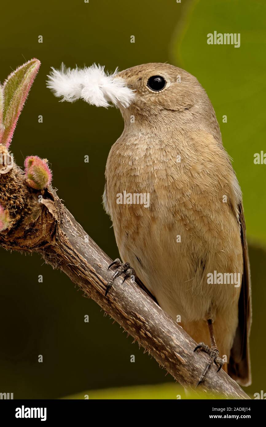 Black redstart at nest box hi-res stock photography and images - Alamy