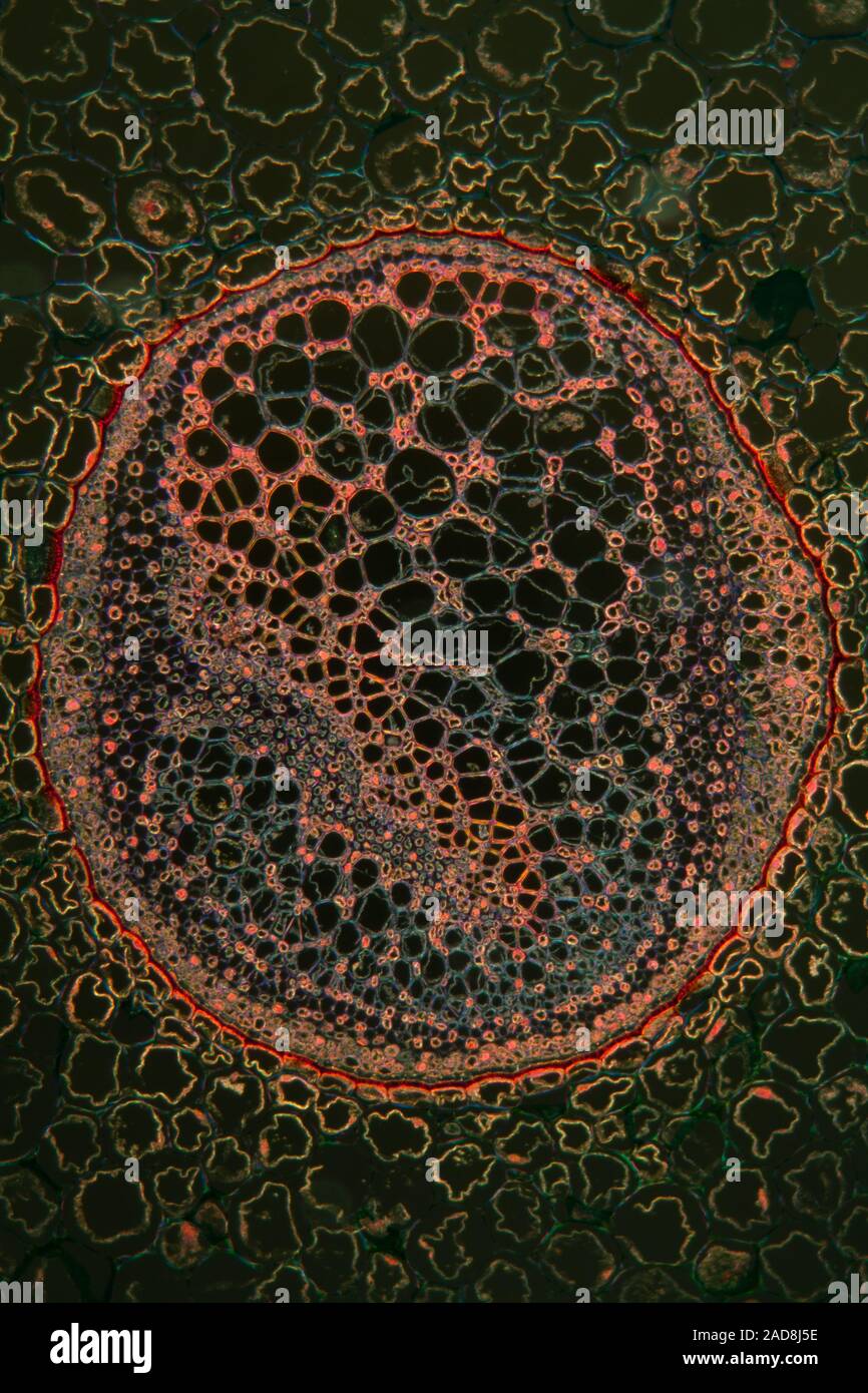 Cross section stem microscope hi-res stock photography and images - Alamy