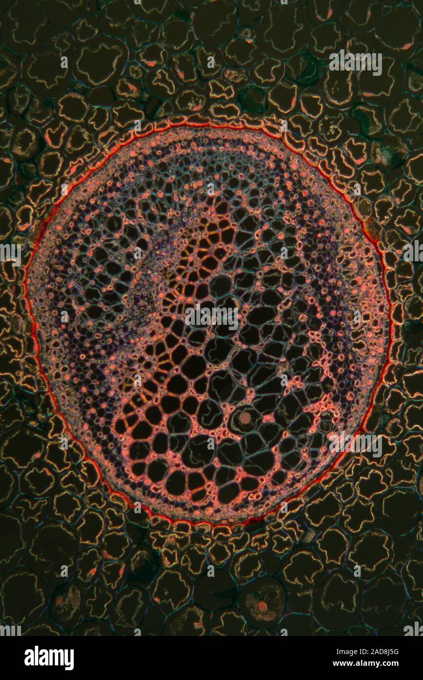 Eagle fern trunk in cross-section under the microscope in the dark ...