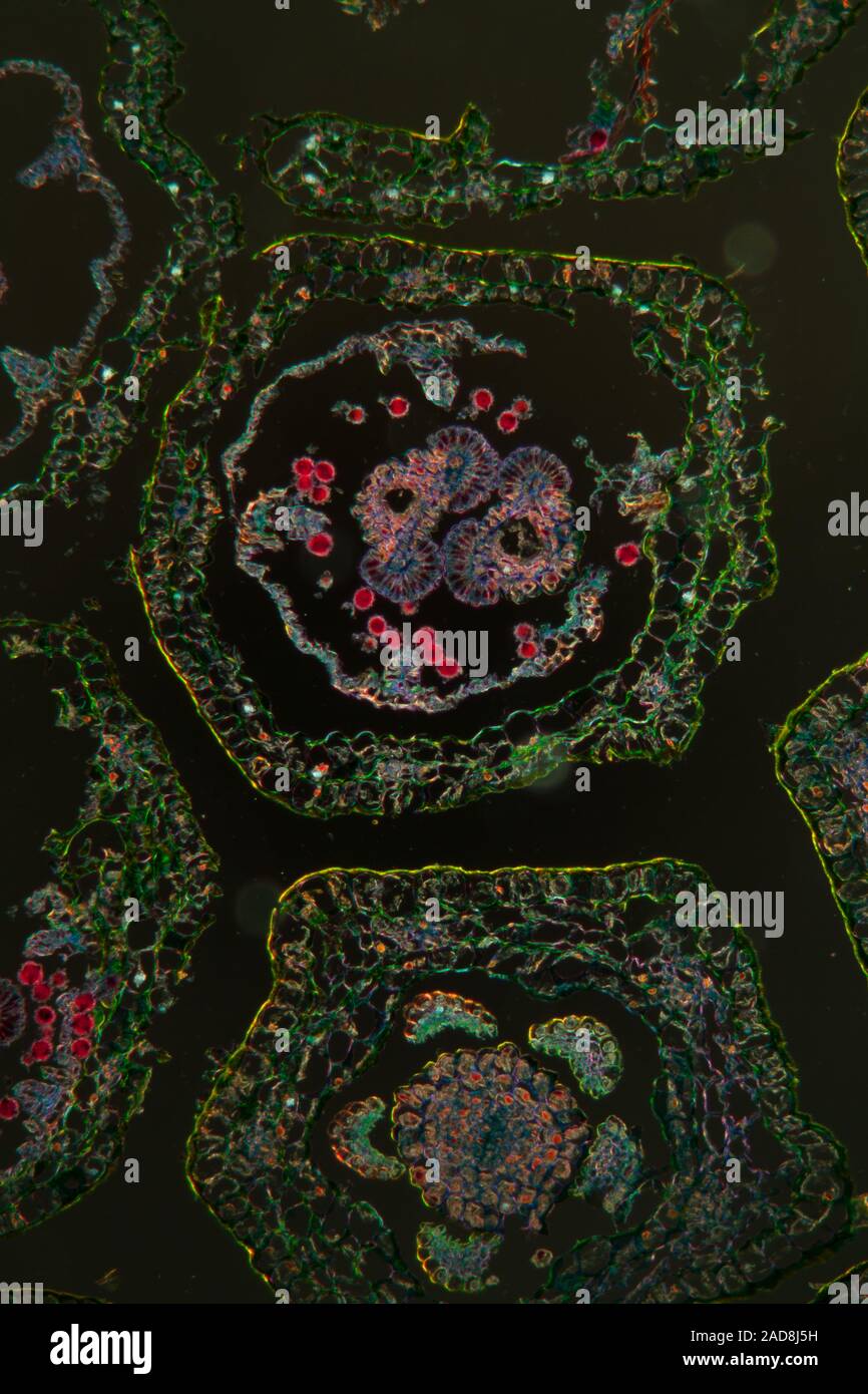 Cross section leaf microscope hi-res stock photography and images - Alamy