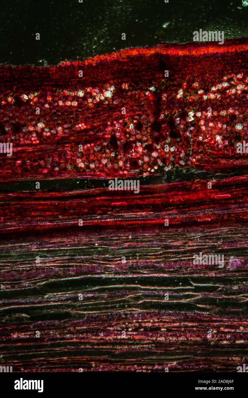 Linden wood cross section in the dark field under the microscope 100x ...
