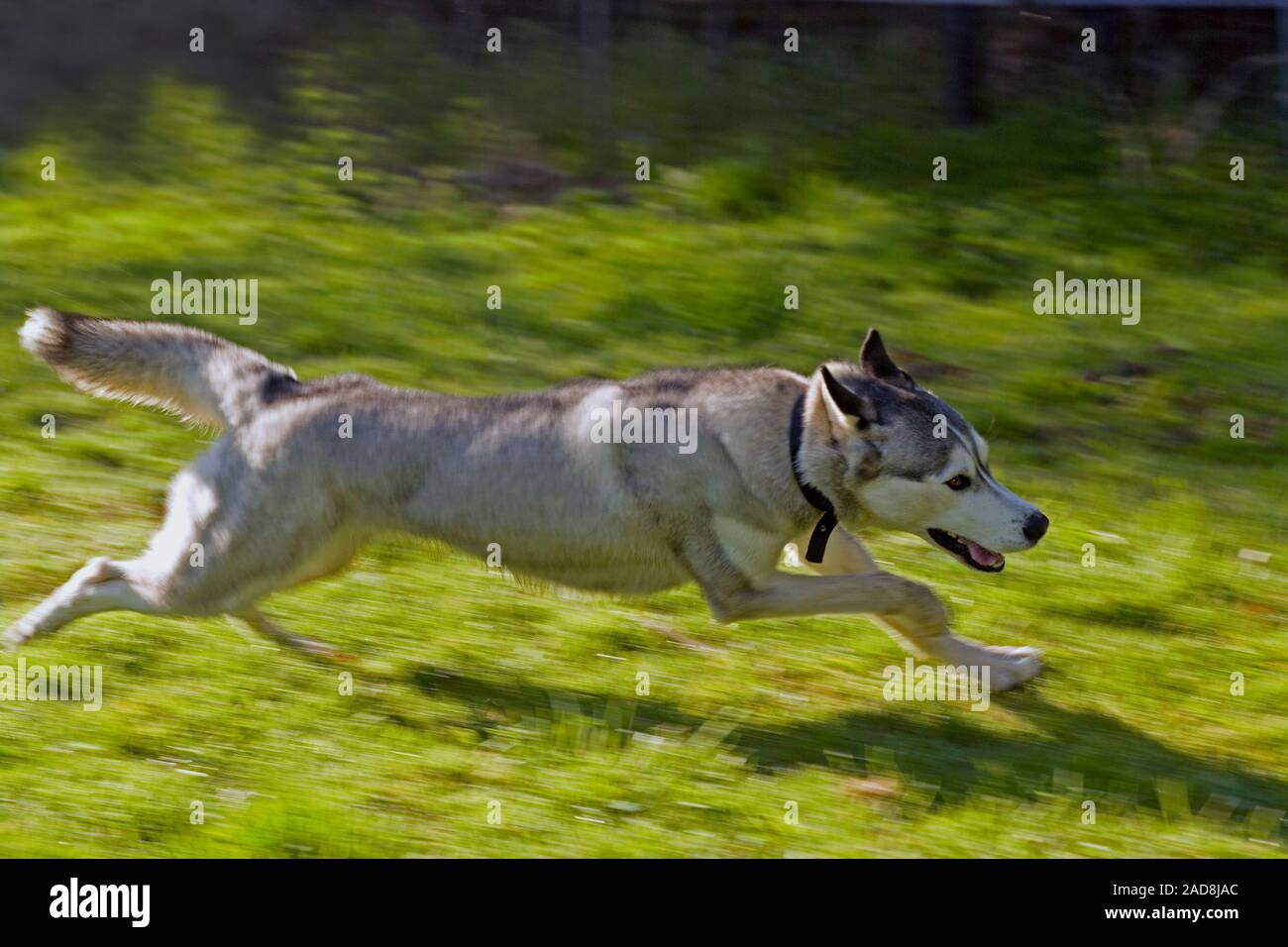 SIBERIAN HUSKY Canis familiaris running for exercise. Domestic Stock ...