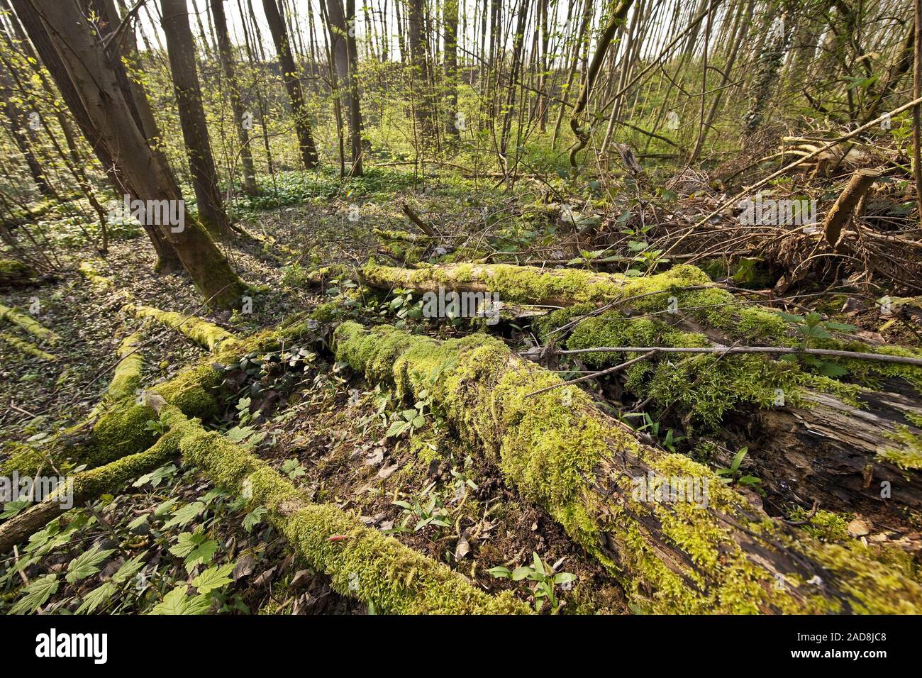 Rhine forest hi-res stock photography and images - Alamy