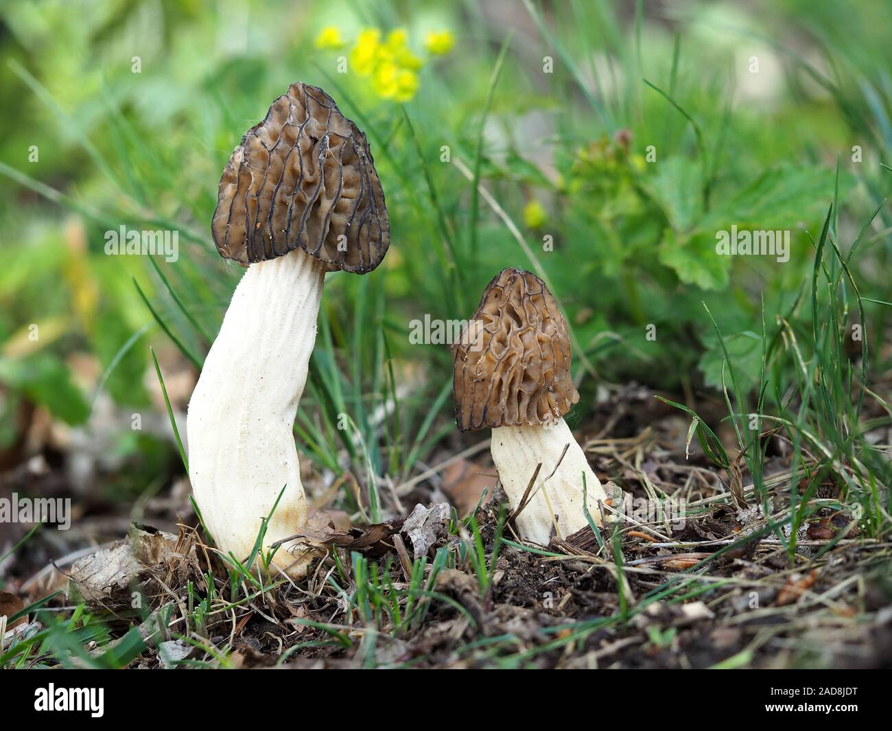 Half Free Morel High Resolution Stock Photography and Images - Alamy