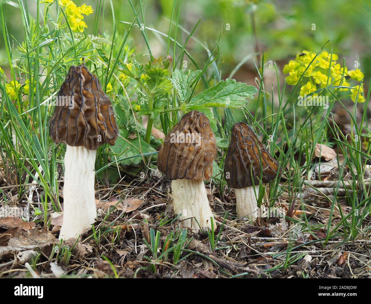 Half-free morel, Morchella semilibera Stock Photo - Alamy