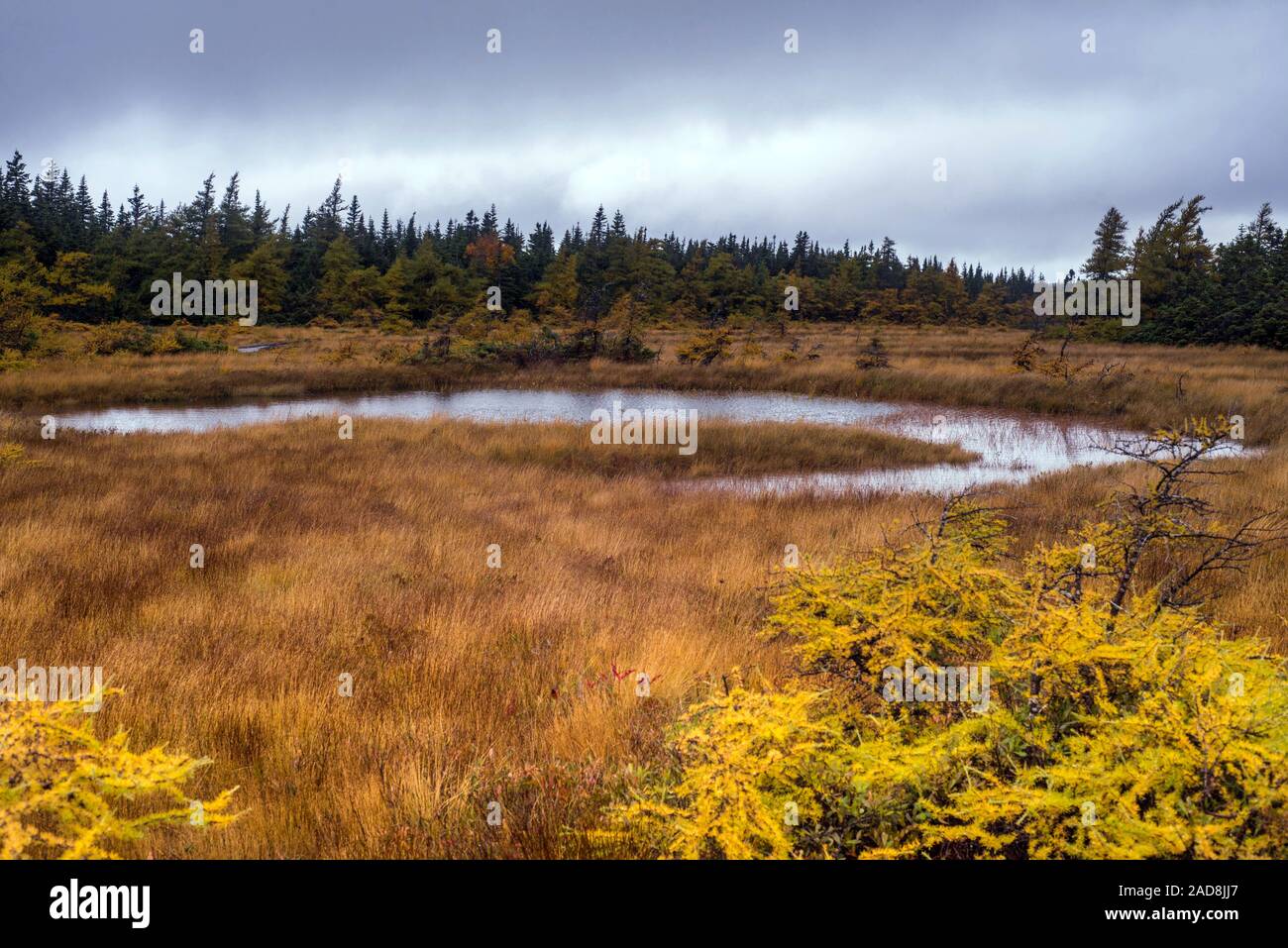 Bog area hi-res stock photography and images - Alamy