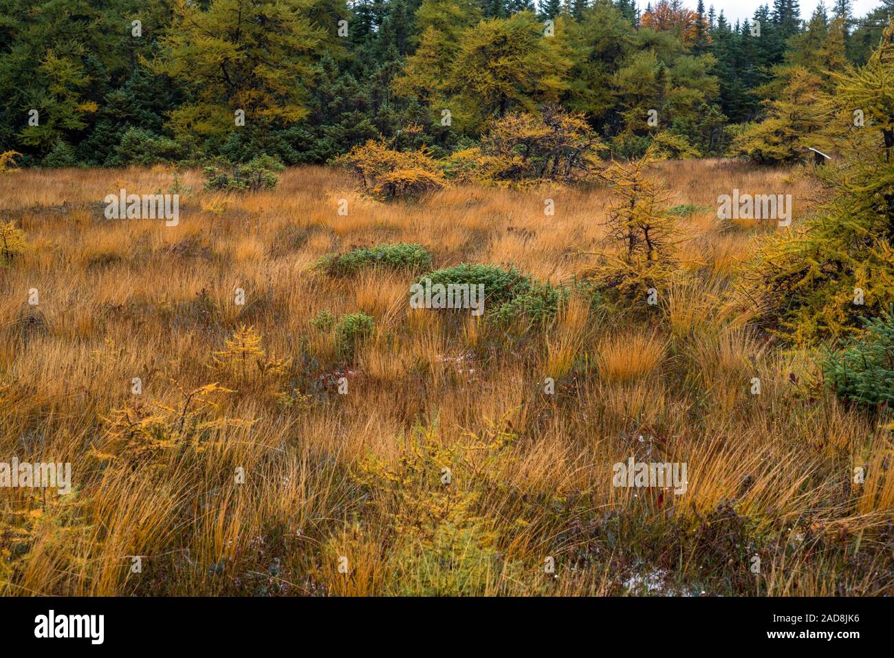 Natural grass field in Nova Scotia, early autumn Stock Photo - Alamy
