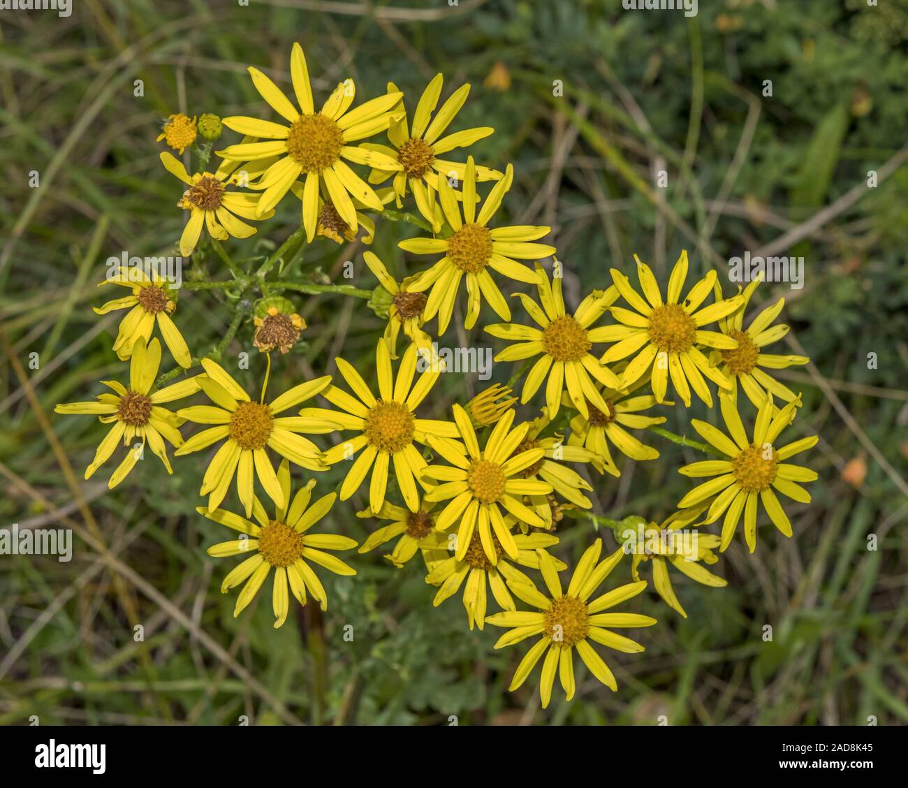 Senecio jacobea hi-res stock photography and images - Alamy