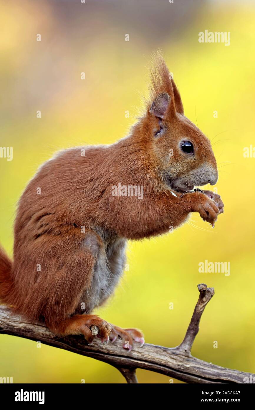 Eurasian red squirrels hi-res stock photography and images - Alamy