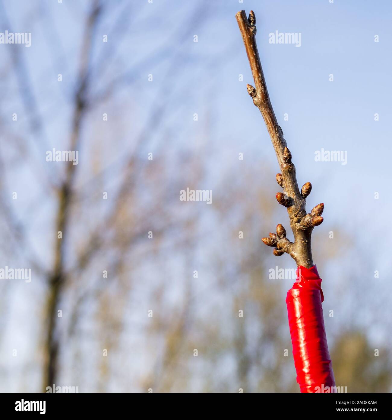 Ennobled cherry tree Stock Photo - Alamy