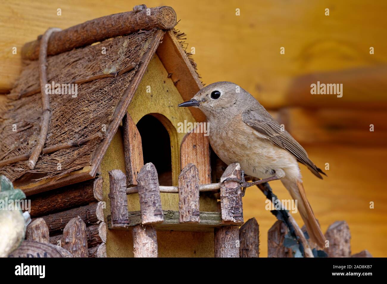 Redstart nest box hi-res stock photography and images - Alamy