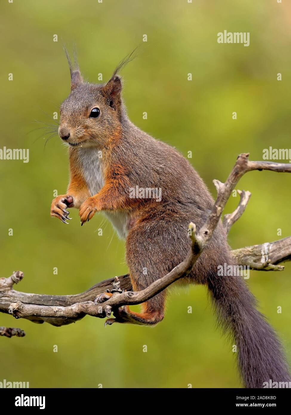 Squirrels up close hi-res stock photography and images - Alamy
