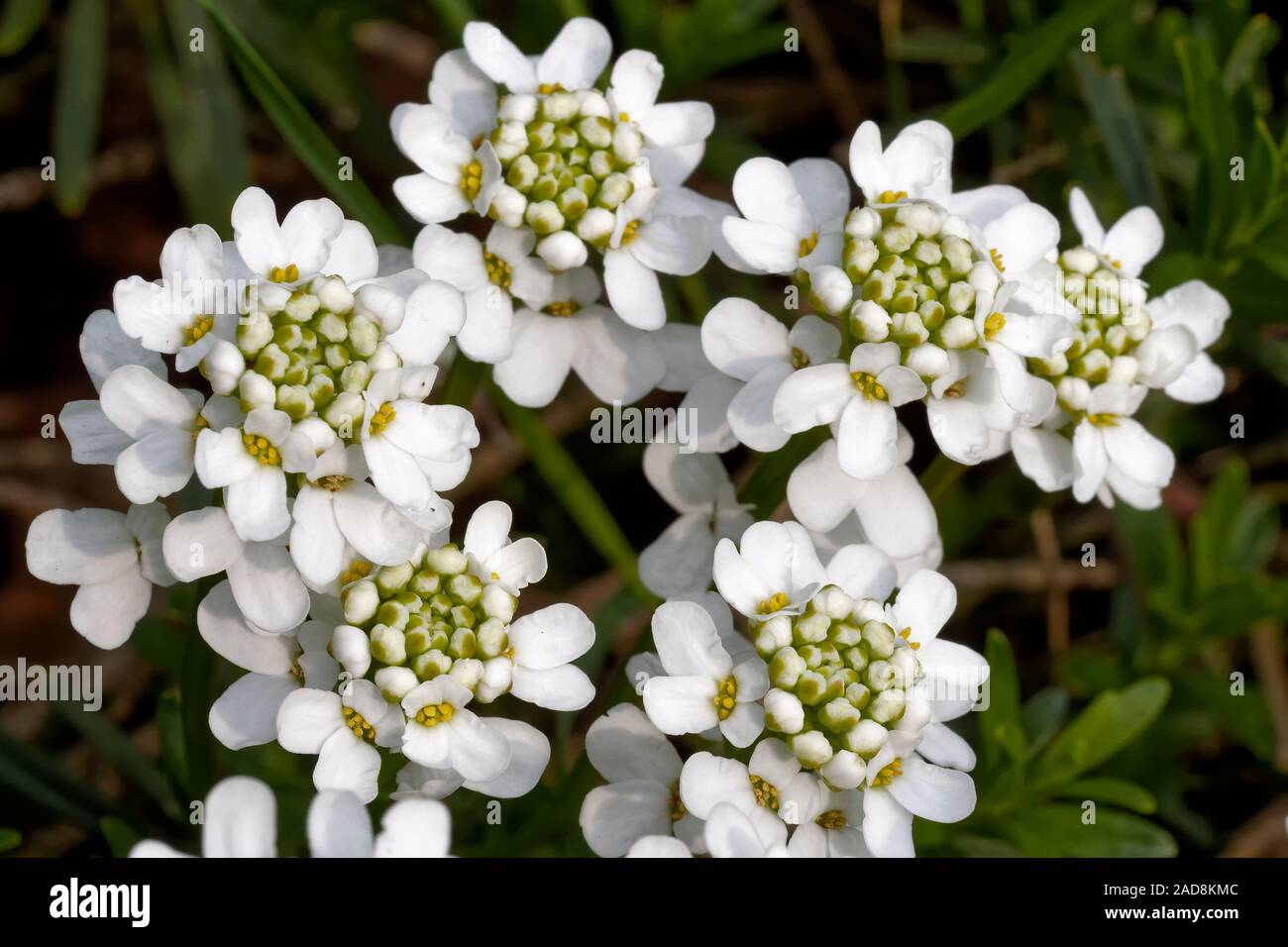 Bowflower hi-res stock photography and images - Alamy