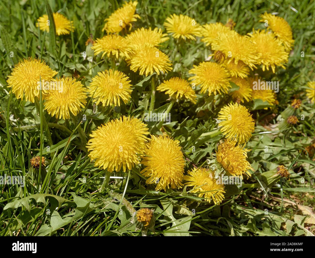 Closeup dandelion blowball hi-res stock photography and images - Alamy