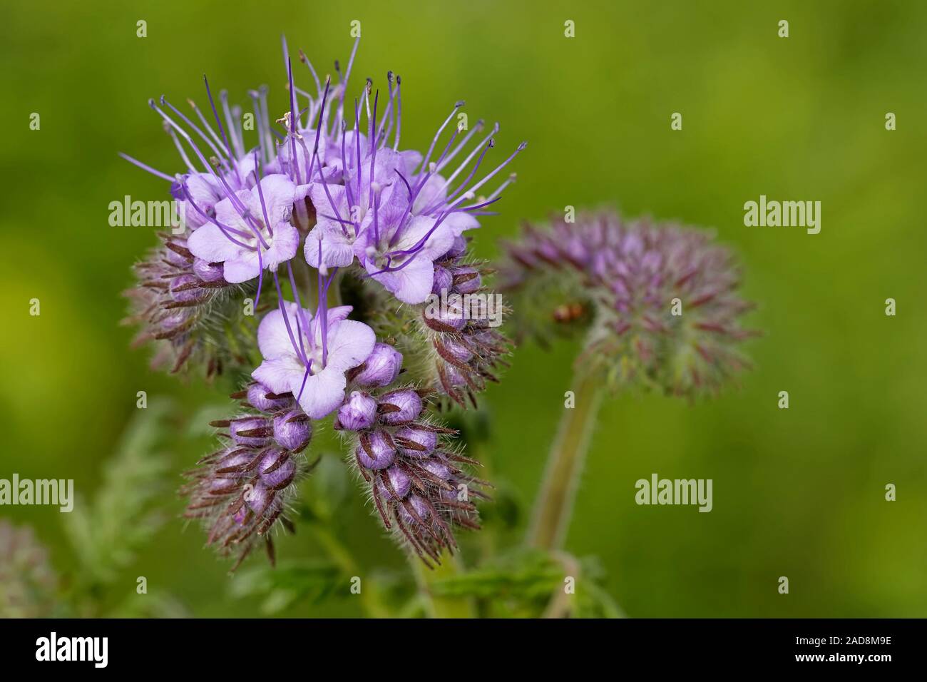 Phacelia tanacetifolia farm hi-res stock photography and images - Alamy