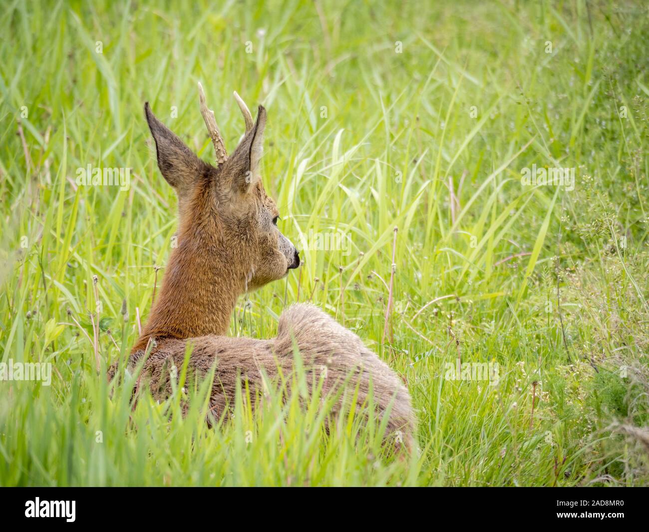 Young roebuck lying in the grass Stock Photo - Alamy