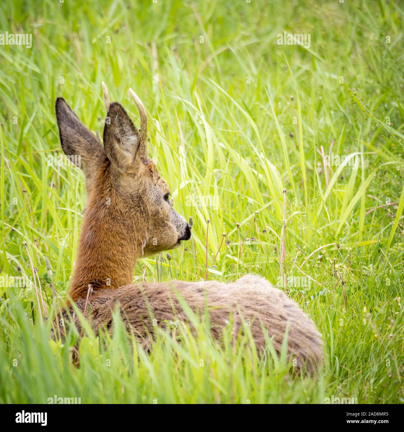 Young roebuck lying in the grass Stock Photo - Alamy