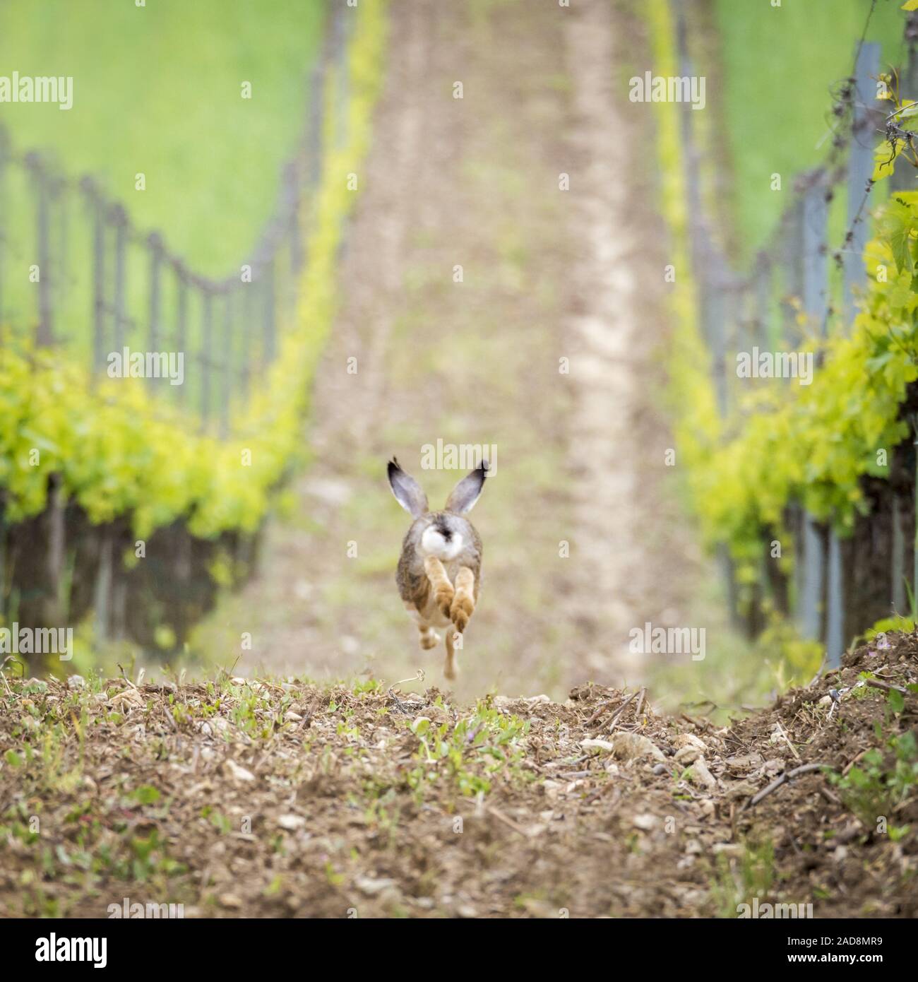 Running Hare in a vineyard Stock Photo - Alamy
