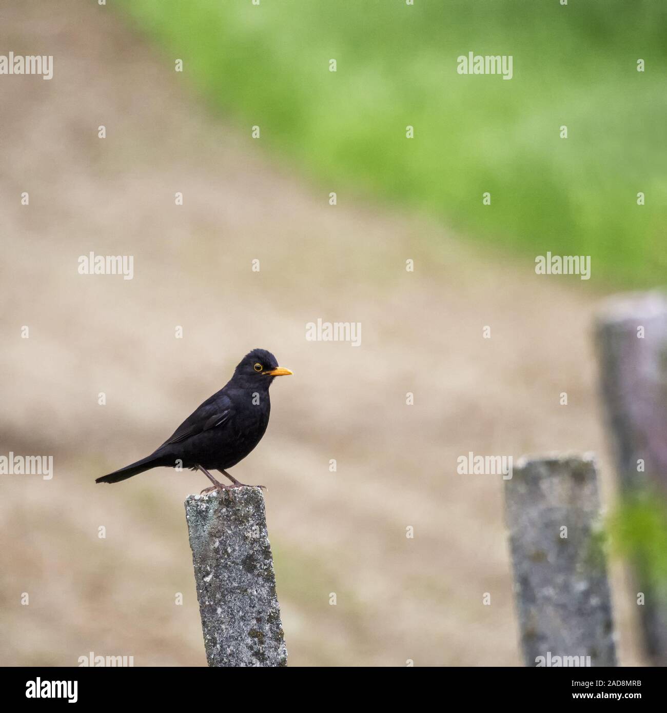 Pole singer hi-res stock photography and images - Alamy