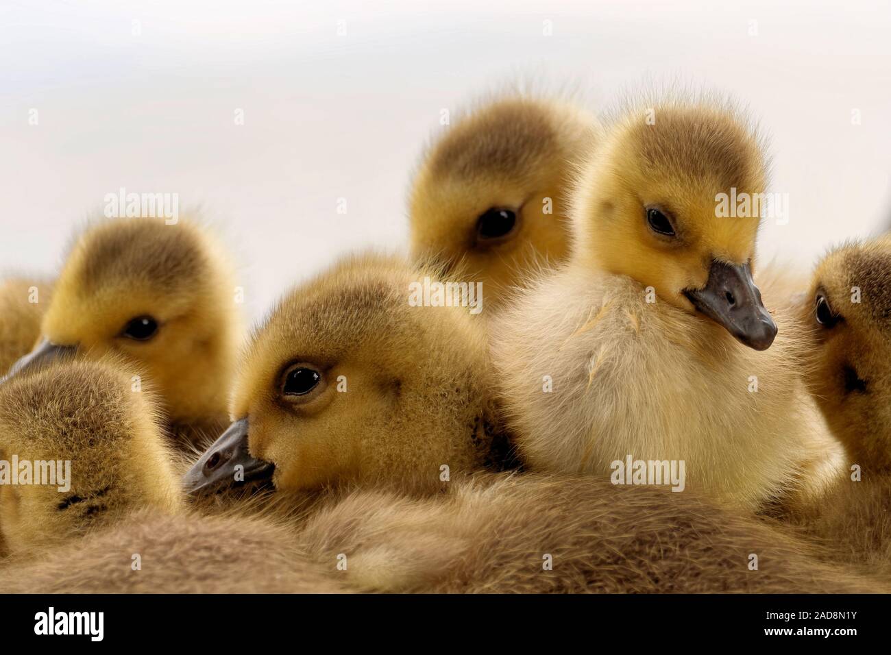 Canada goose chicks Stock Photo - Alamy